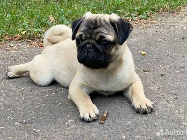 Щенки мопса