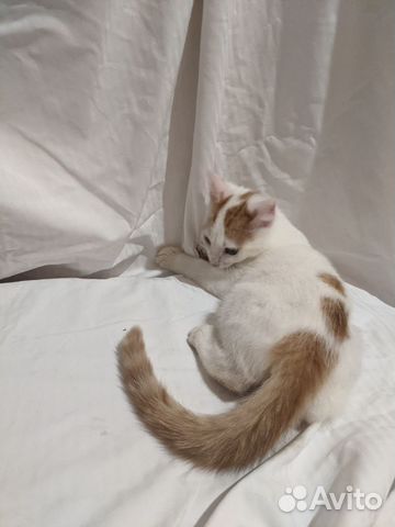 Котята в добрые руки бесплатно