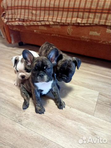 Французский бульдог щенки