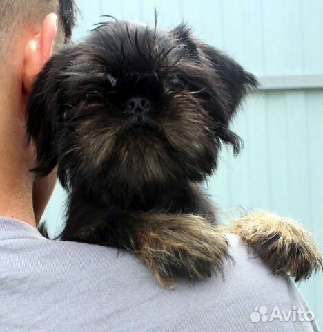 Бельгийский гриффон