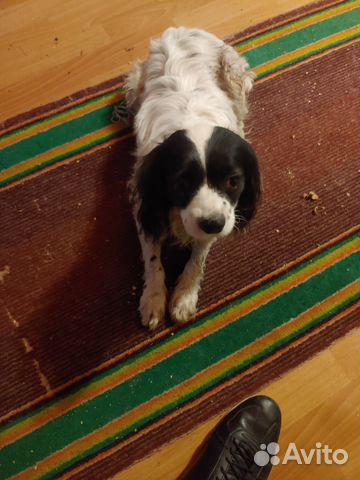 Найдена собака В поселке троицкое