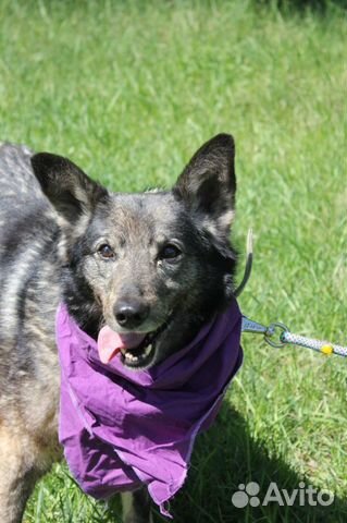 Несчастная собака из приюта