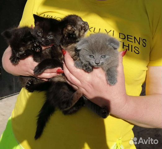 Кошки в добрые руки породистые