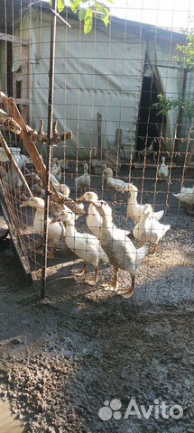 Утята муларды и голубой фаворит