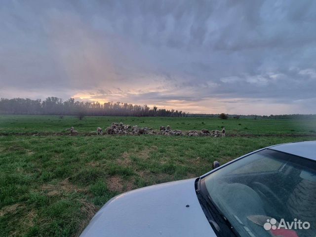 Овцы бараны ягнята