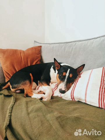 Миниатюрный бультерьер в добрые руки