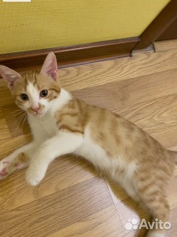 Рыжий котенок