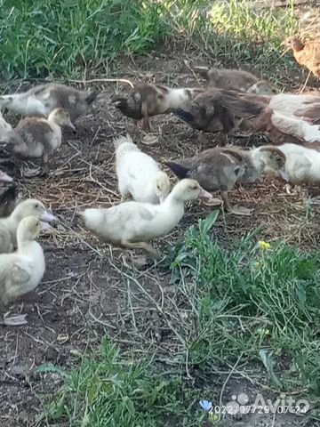 Индоутята 2х месячные