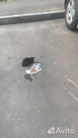 Люди возьмите котенка Помогите