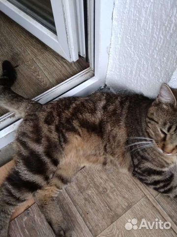 Кот, ласковый котяра