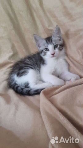 Котёнок 2 месяца в добрые руки бесплатно