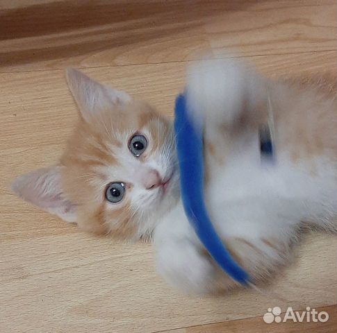 Рыжий котенок мальчик