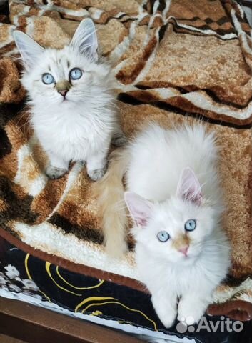 Продаются невские маскарадные котята