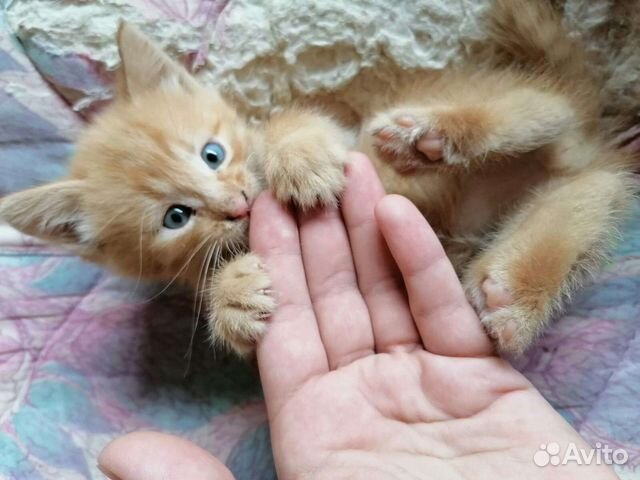 Котенок потеряшка в добрые руки