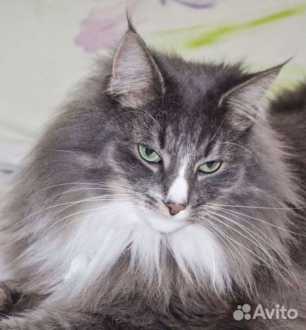 Котята норвежская лесная