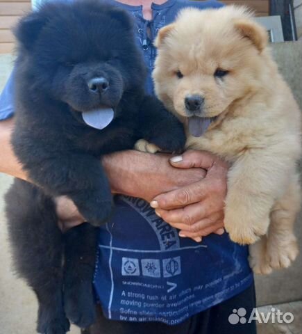 Щенки чау-чау