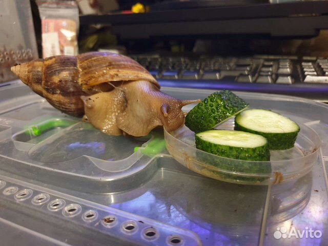 Улитка Ахатина в дар