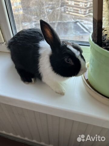 Карликовый кролик