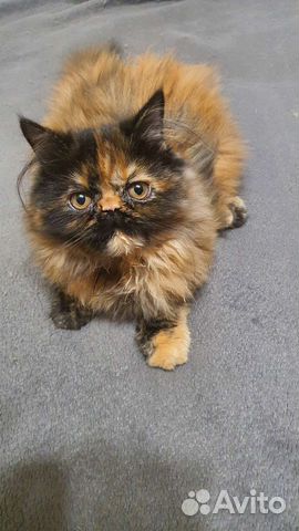 Персидские котята