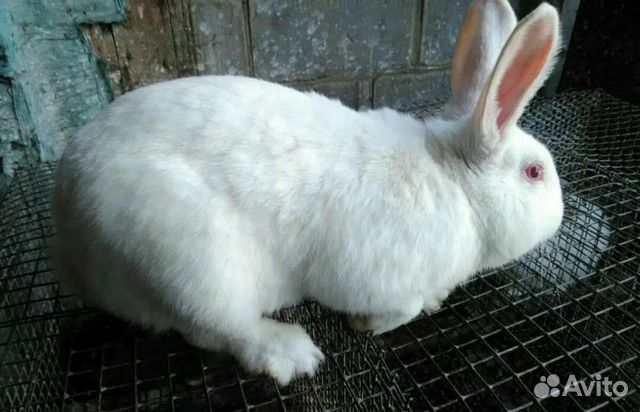 Калифорниец помесь с гигантом мясная порода