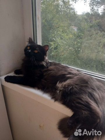 Котик Феникс