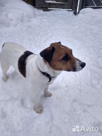 Найден Джек Рассел терьер