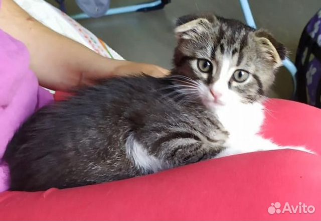 Котенок мальчик бесплатно
