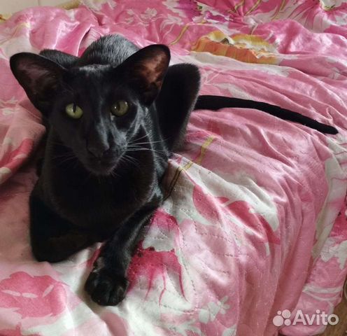 Ориентальный кот 2года