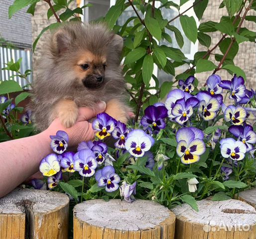 Померанский шпиц mini