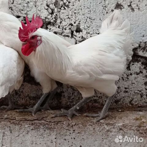 Петух брессгальский