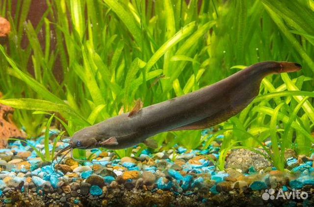 Мешкожаберный сом