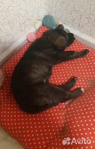 Щенок полуовчарка тигровый