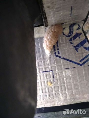 Икра ампуларий