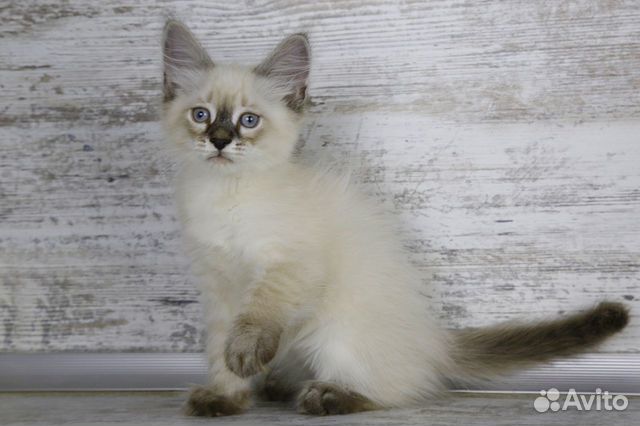 Невский маскарадный котенок (кот) Dominik