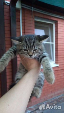 Котята отдам бесплатно