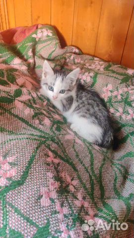 Малышка котенок 2мес в дар