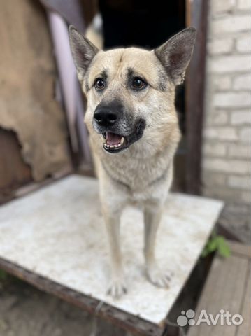 Пес Лис в добрые руки