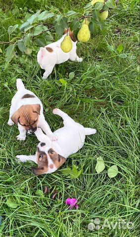 Щенки Джек Рассел терьер