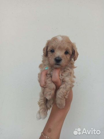 Мальтипу Ф1 мини карамелька мальчик