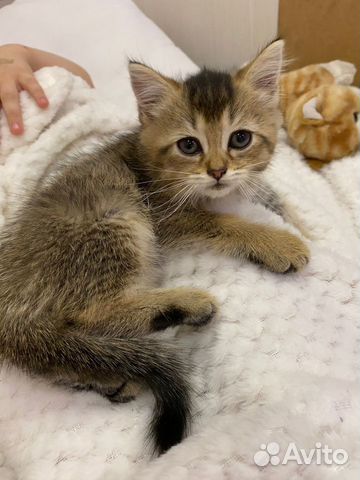 Кошка