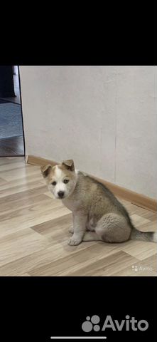 Хаски мальчик щенок