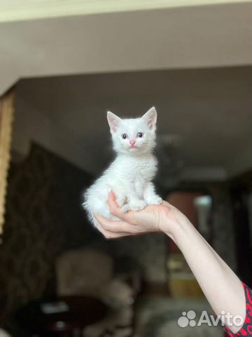 Снежный котенок Русской Белой