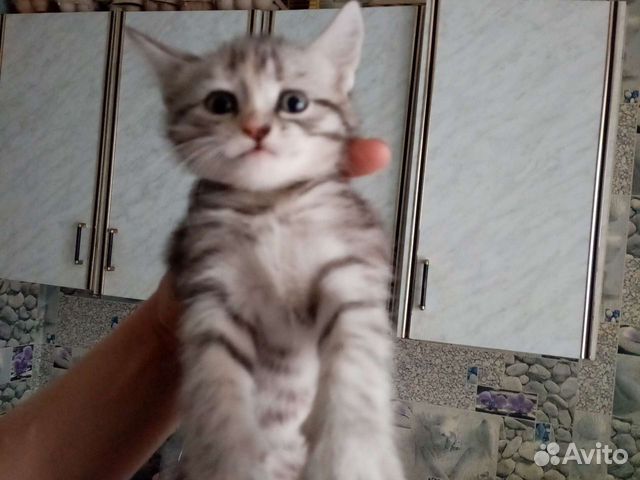 Кошка британка