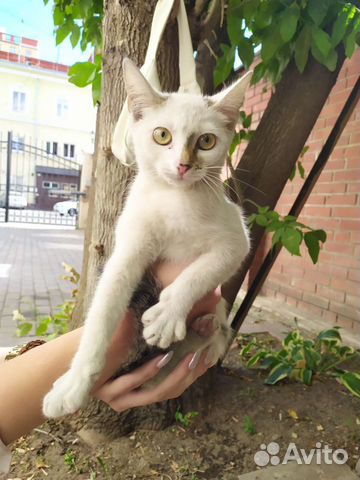 Одинокий котенок (девочка) в добрые руки
