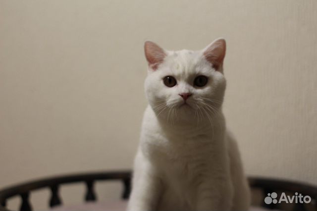 Британские котята из питомника