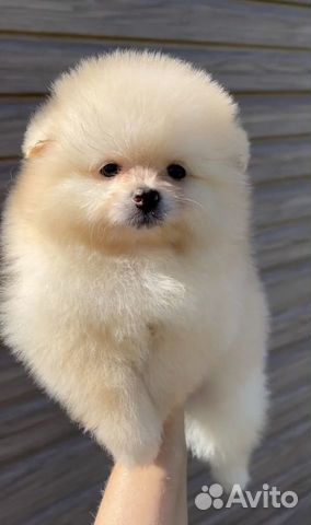 Шпиц девочка