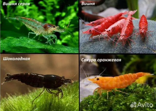 Аквариумные Креветки - 8 видов (Неокаридин )
