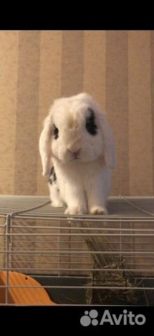 Декоративные кролики вислоухие