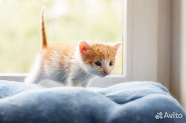 Левушка самый ласковый котенок