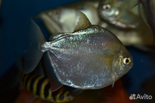 Метиннисы, попугай